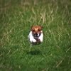 7 best small breed active dogs - dogpackr