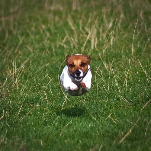 7 best small breed active dogs - dogpackr