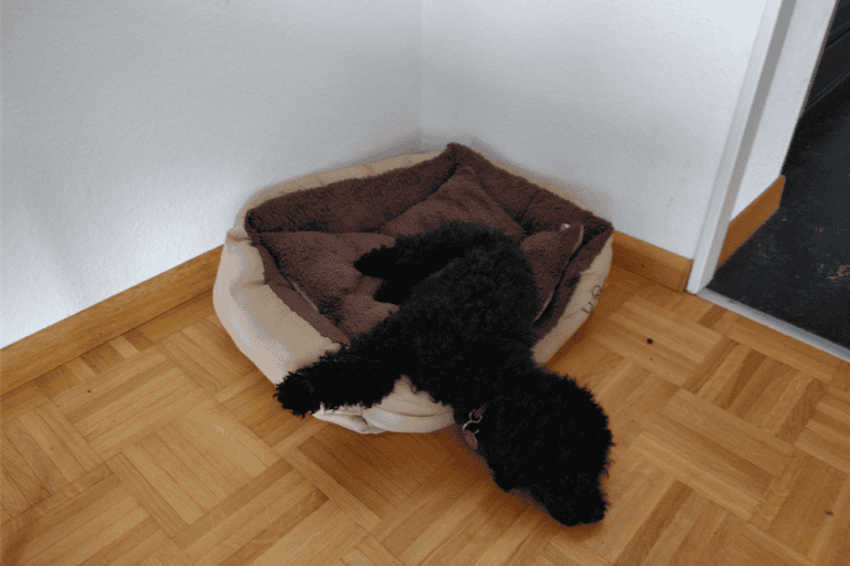 10 Signs and Symptoms Your Dog is Overtired or Exhausted!