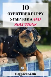 10 overtired puppy symptoms and what to do about it - dogpackr