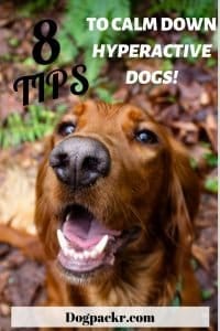 My dog is hyperactive all the time - 8 things you can do - dogpackr