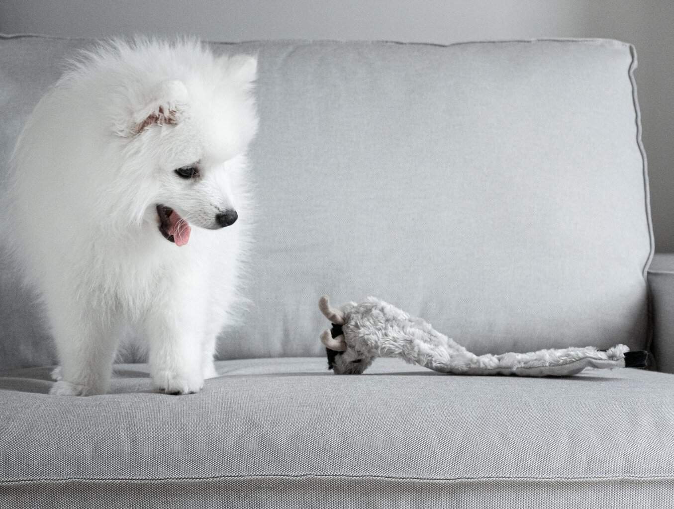 21 fun things to do with your dog at home - dogpackr