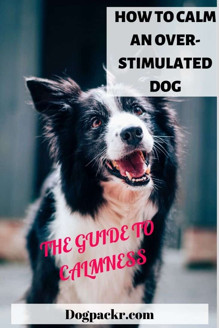How to calm an overstimulated dog - dogpackr