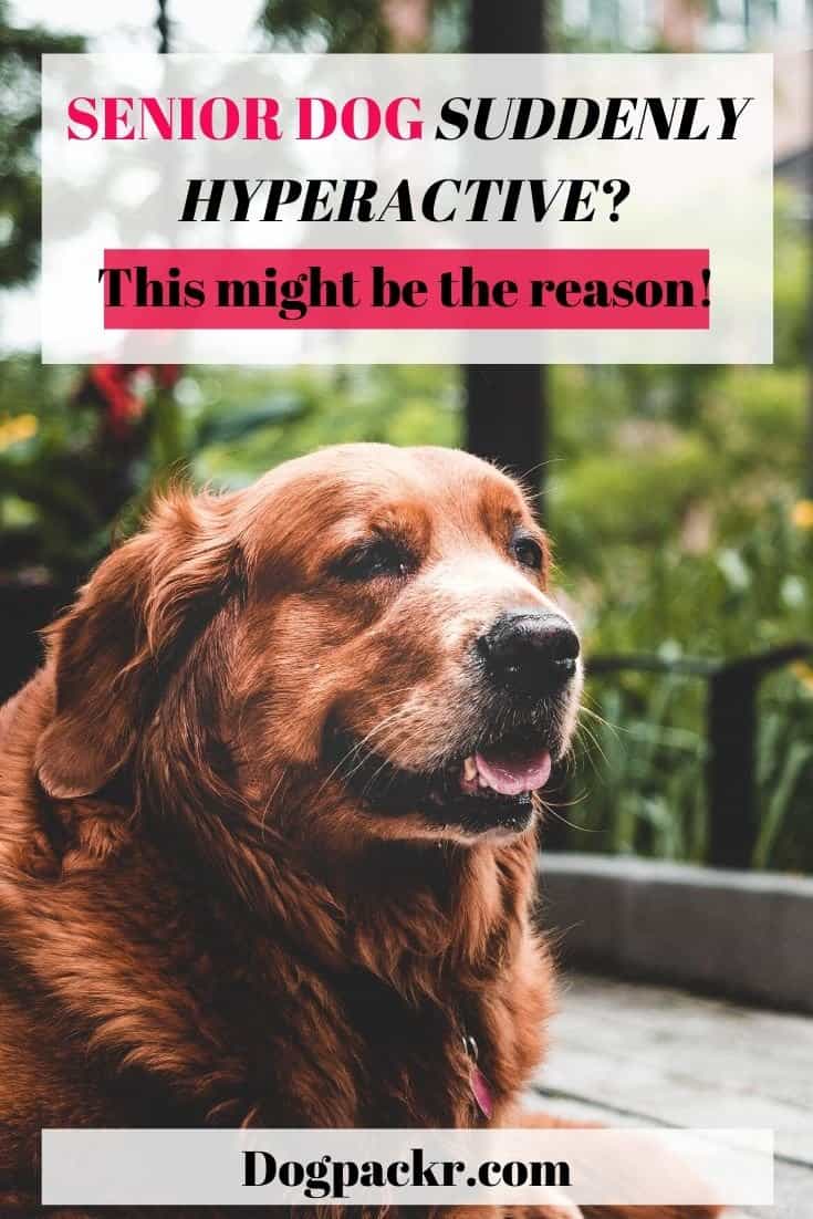 Why is my old dog suddenly hyper? - dogpackr