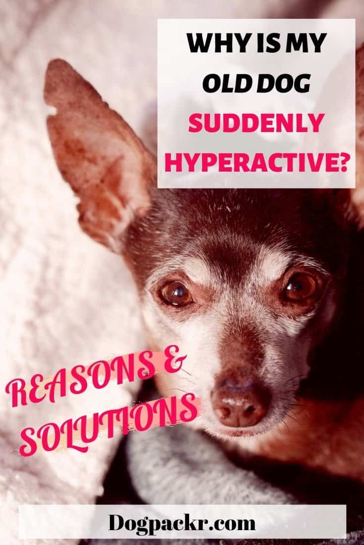 Why is my old dog suddenly hyper? - dogpackr