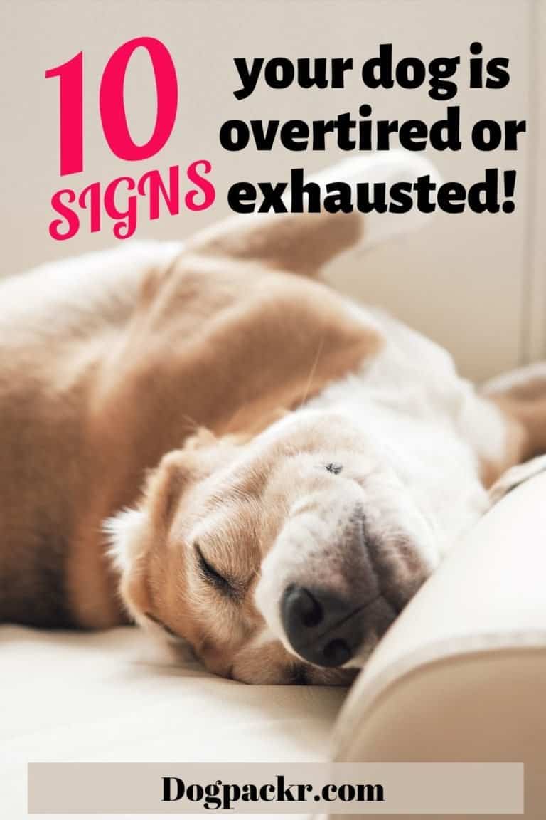 10 Signs and Symptoms Your Dog is Overtired or Exhausted!