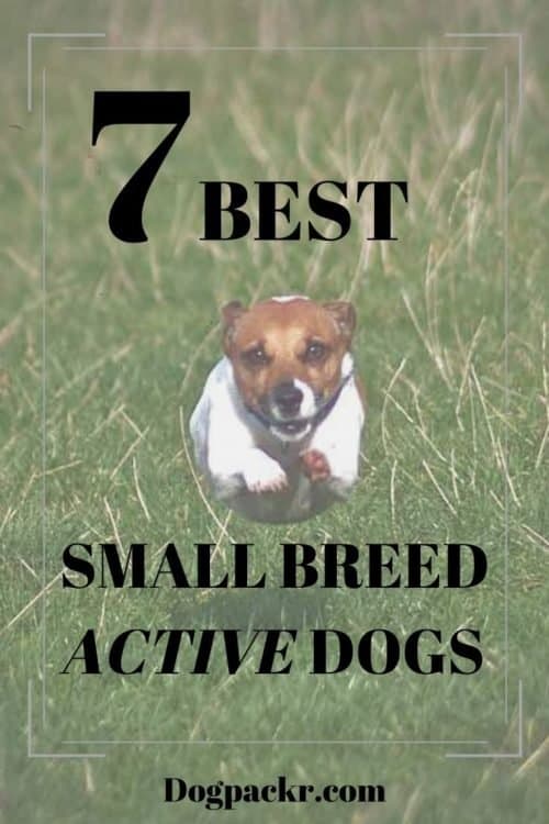 7 best small breed active dogs - dogpackr