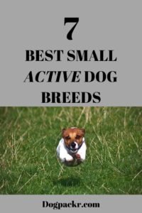7 best small breed active dogs - dogpackr
