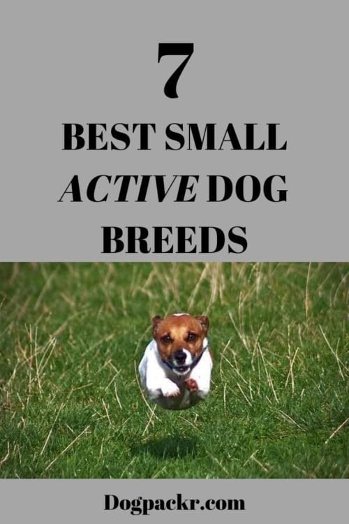 7 best small breed active dogs - dogpackr