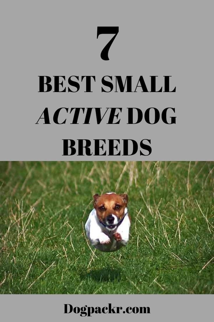 7 best small breed active dogs - dogpackr