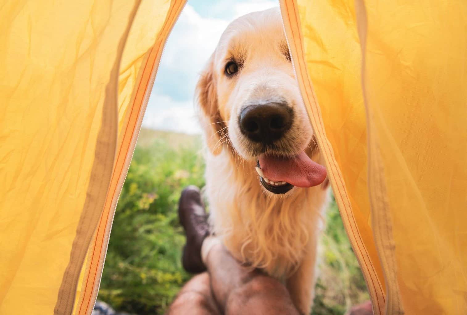How to go camping with a dog and have the best time ever - dogpackr