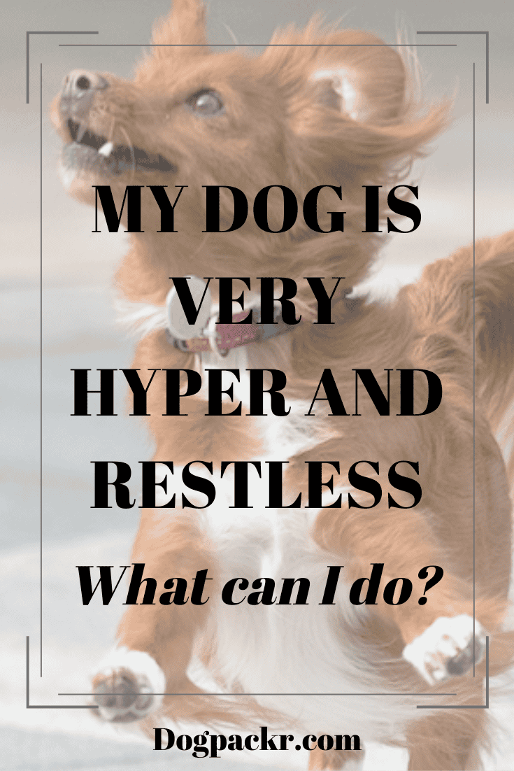 My dog is very hyper and restless, what can I do? - dogpackr