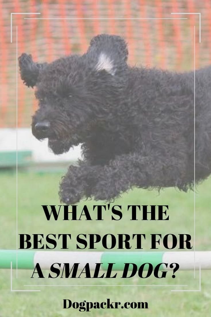 What is the best sport for a small dog? - dogpackr