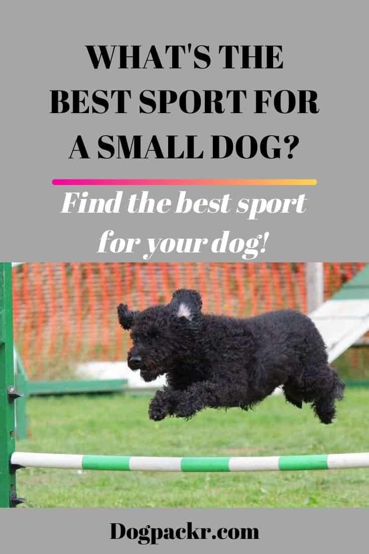 What is the best sport for a small dog? - dogpackr