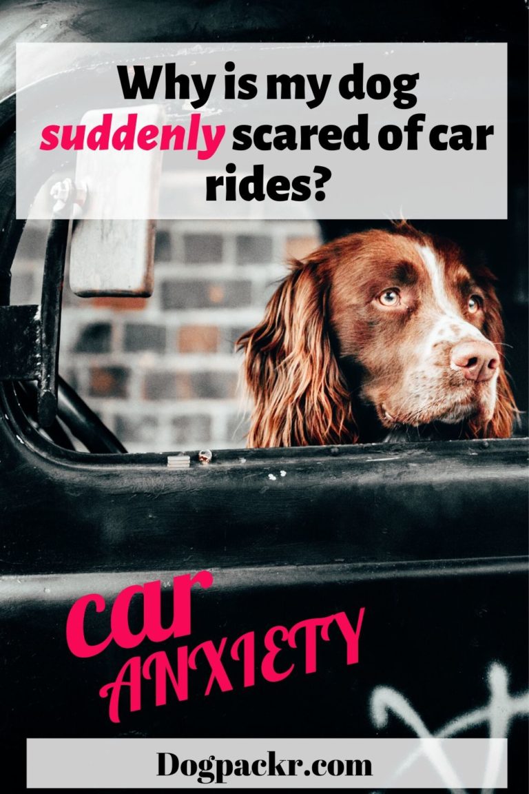 Why is my dog suddenly anxious in the car or scared of car rides ...