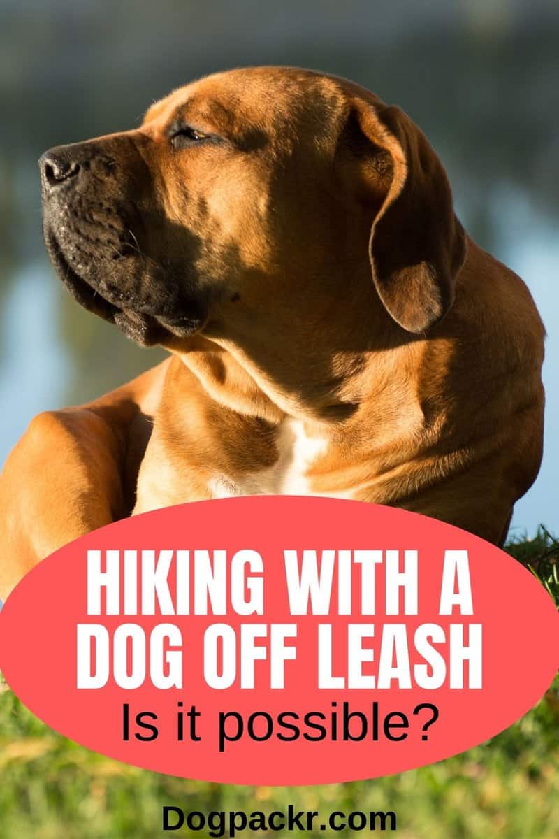 10 tips for hiking with a dog off leash - dogpackr