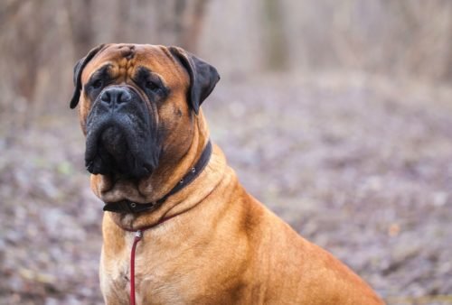 Dog Jowls – Everything You Need to Know About Them - dogpackr