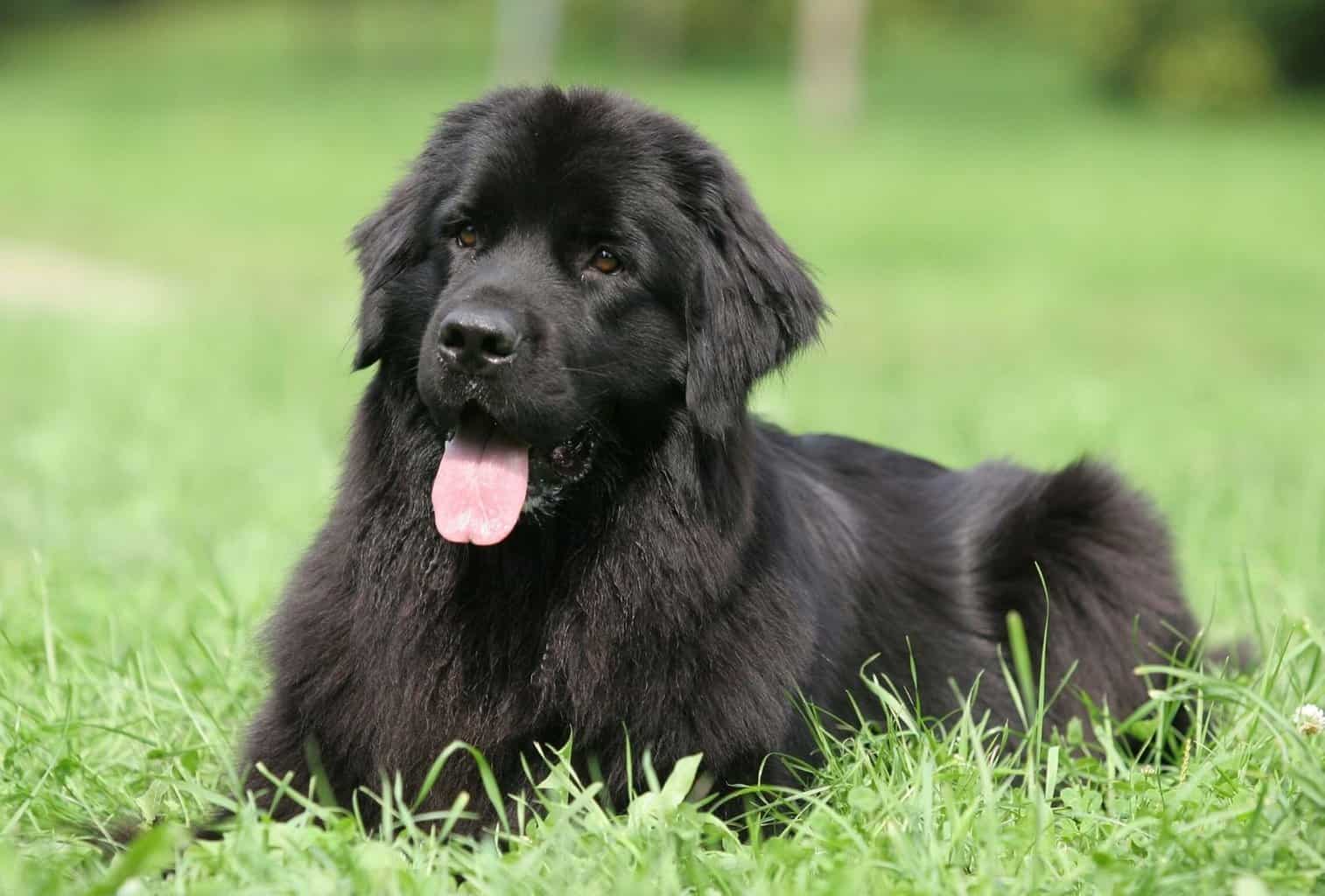 Dog Jowls – Everything You Need to Know About Them - dogpackr