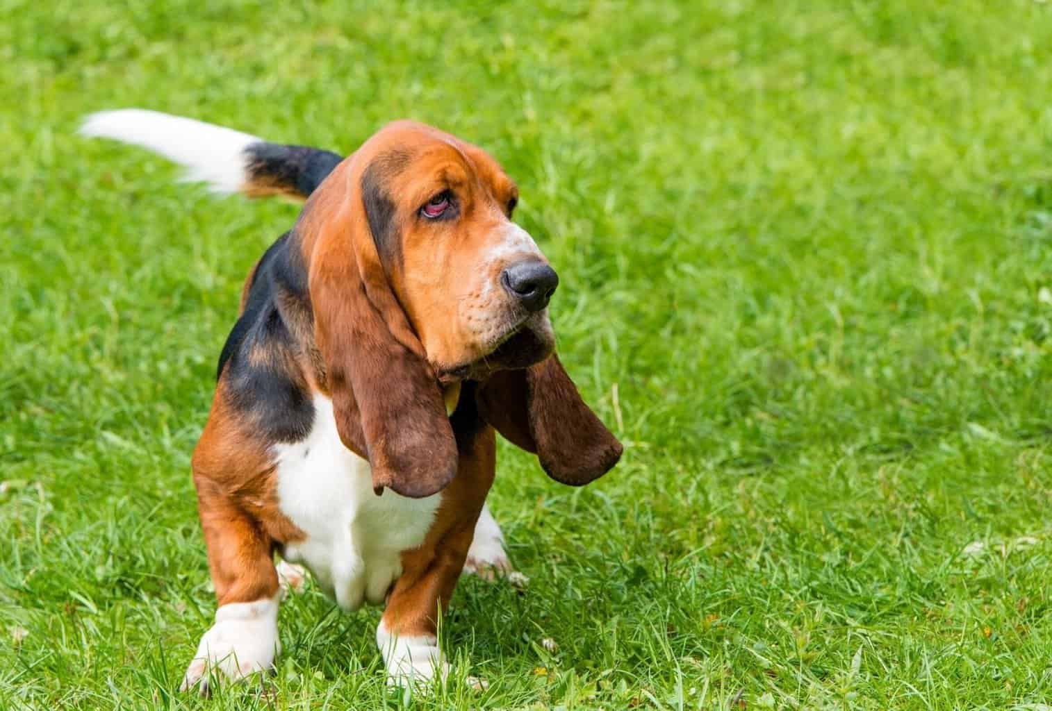 Dog Jowls – Everything You Need to Know About Them - dogpackr