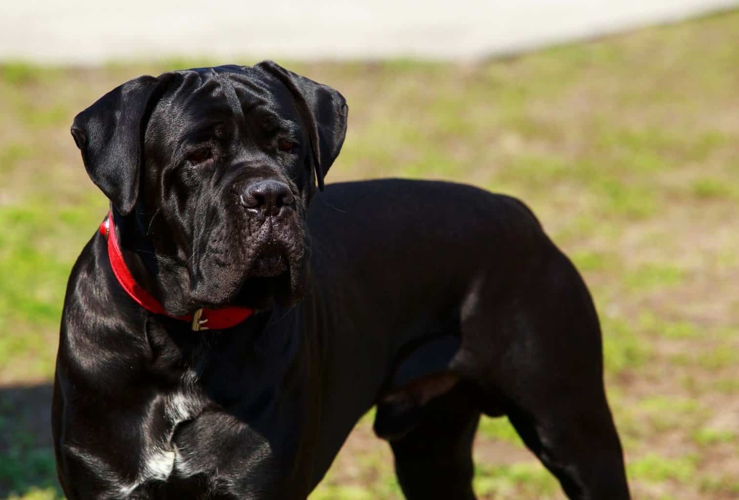 Dog Jowls – Everything You Need to Know About Them - dogpackr