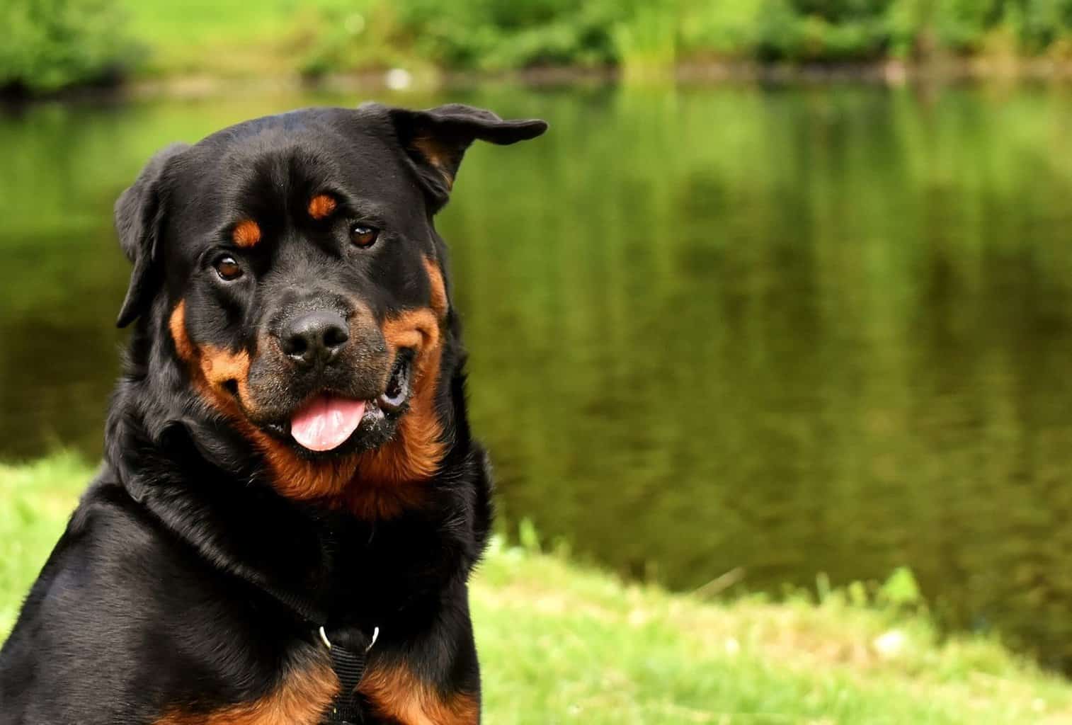 Dog Jowls – Everything You Need to Know About Them - dogpackr