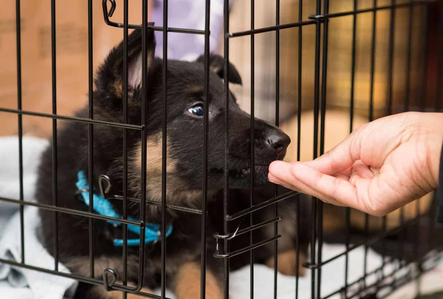 How to crate train a dog easily in 13 steps - dogpackr