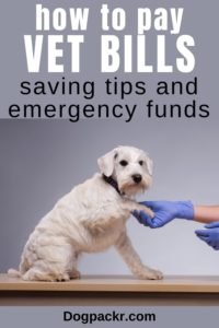 How to pay vet bills, even in emergencies - dogpackr