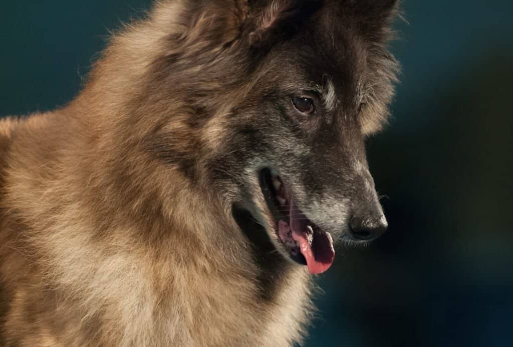 Why do dogs bark at night? Mystery resolved - dogpackr