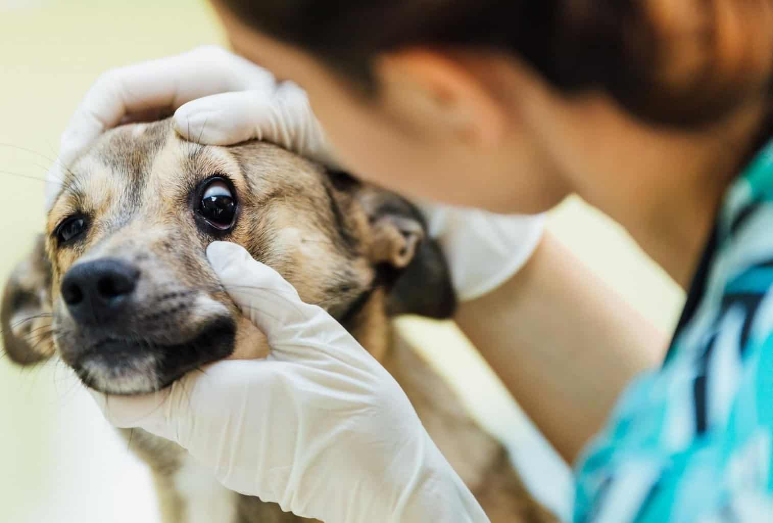 Do Dogs Cry Tears? - dogpackr