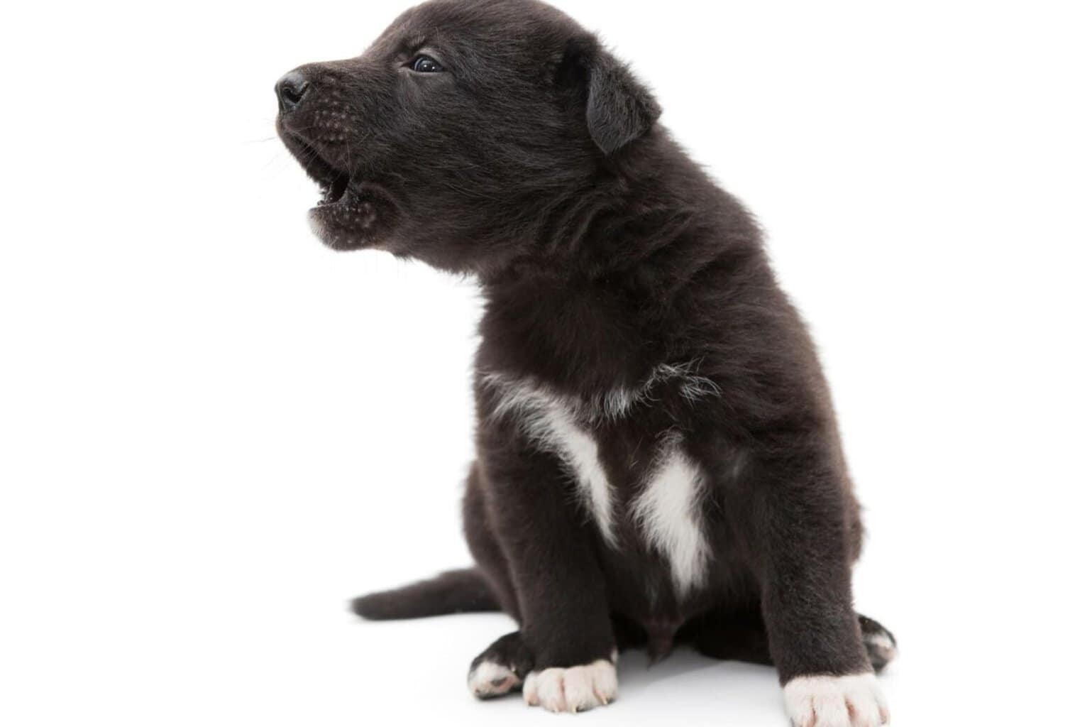 Why Is My Puppy Whining And Crying? - dogpackr