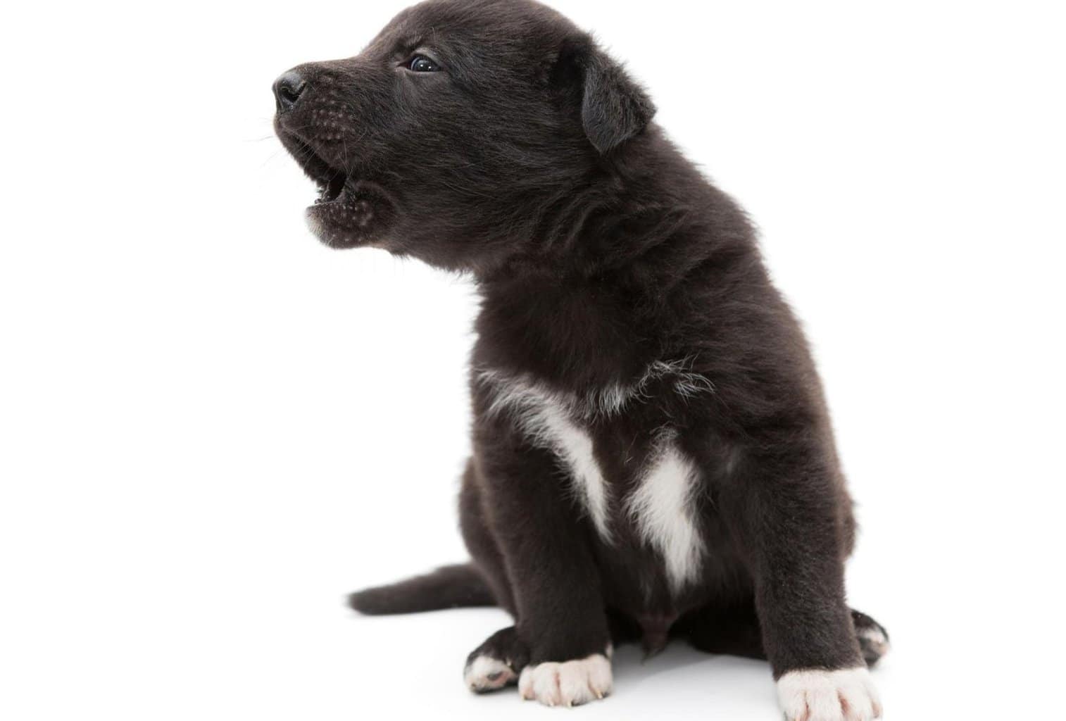 Why Is My Puppy Whining And Crying? - dogpackr