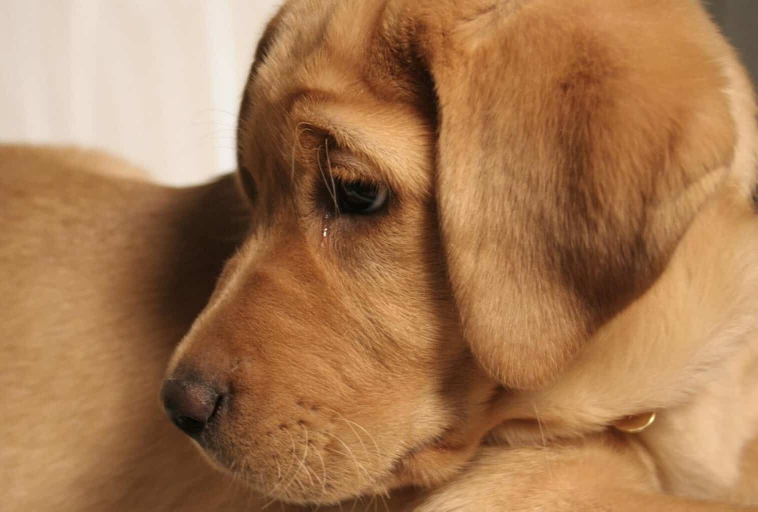 Why Is My Puppy Whining And Crying? - dogpackr