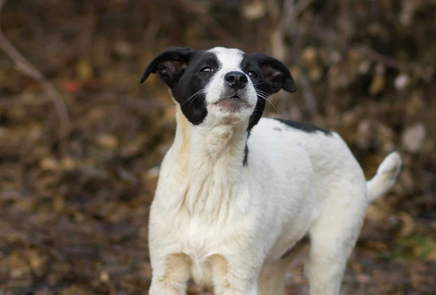 Why Is My Puppy Whining And Crying? - dogpackr