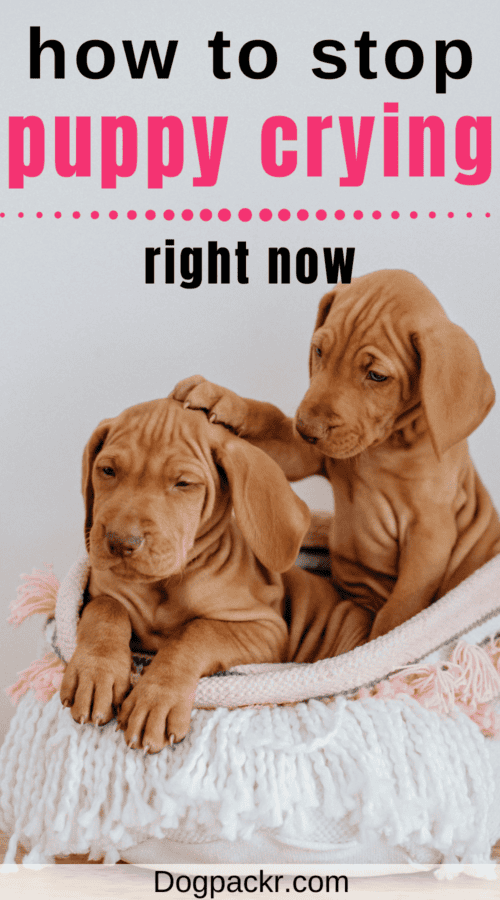 Why Is My Puppy Whining And Crying? - dogpackr