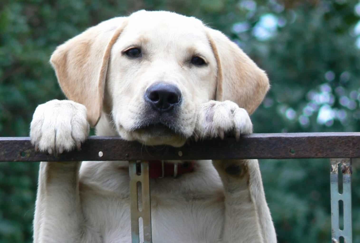 Why Are Dogs So Loyal? - dogpackr