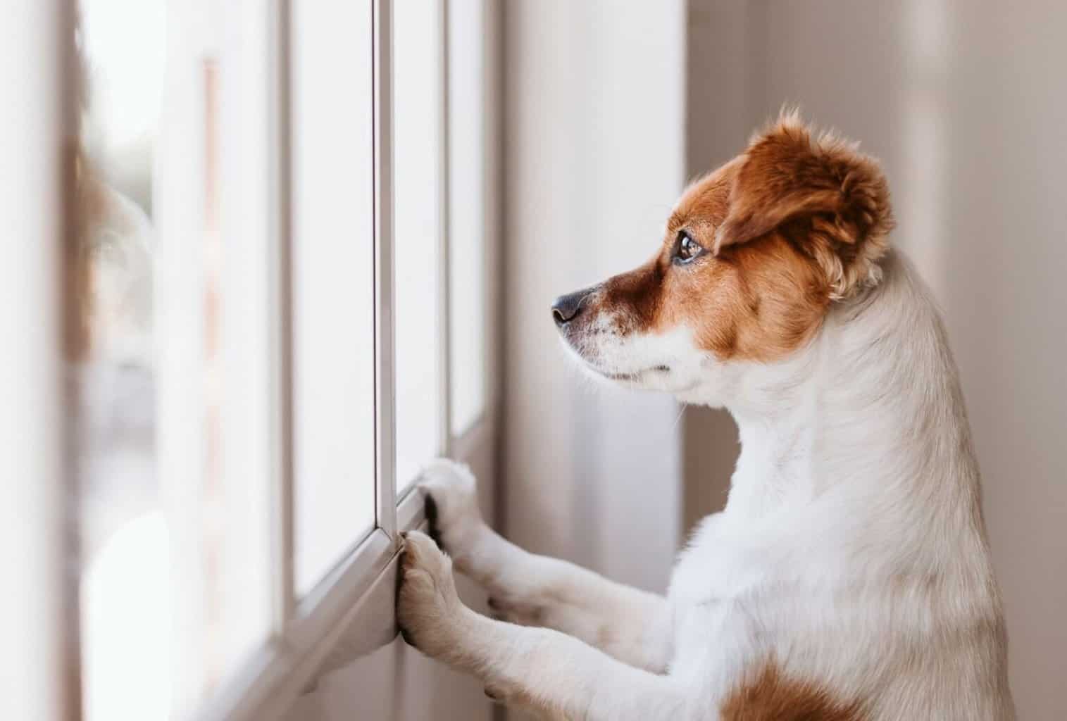 Why Are Dogs So Loyal? - dogpackr