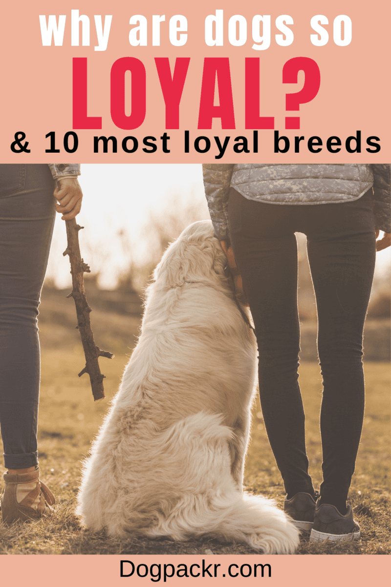 Why Are Dogs So Loyal? - dogpackr