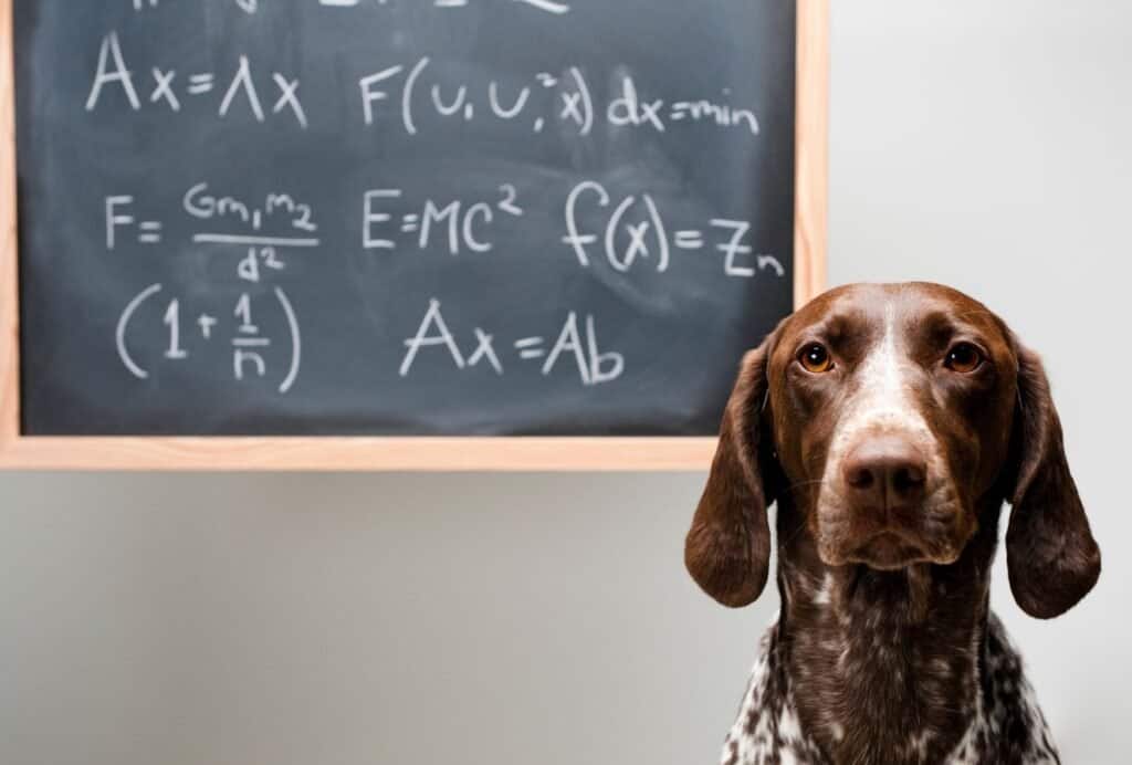 10 Brain Games for Dogs to Play at Home - dogpackr