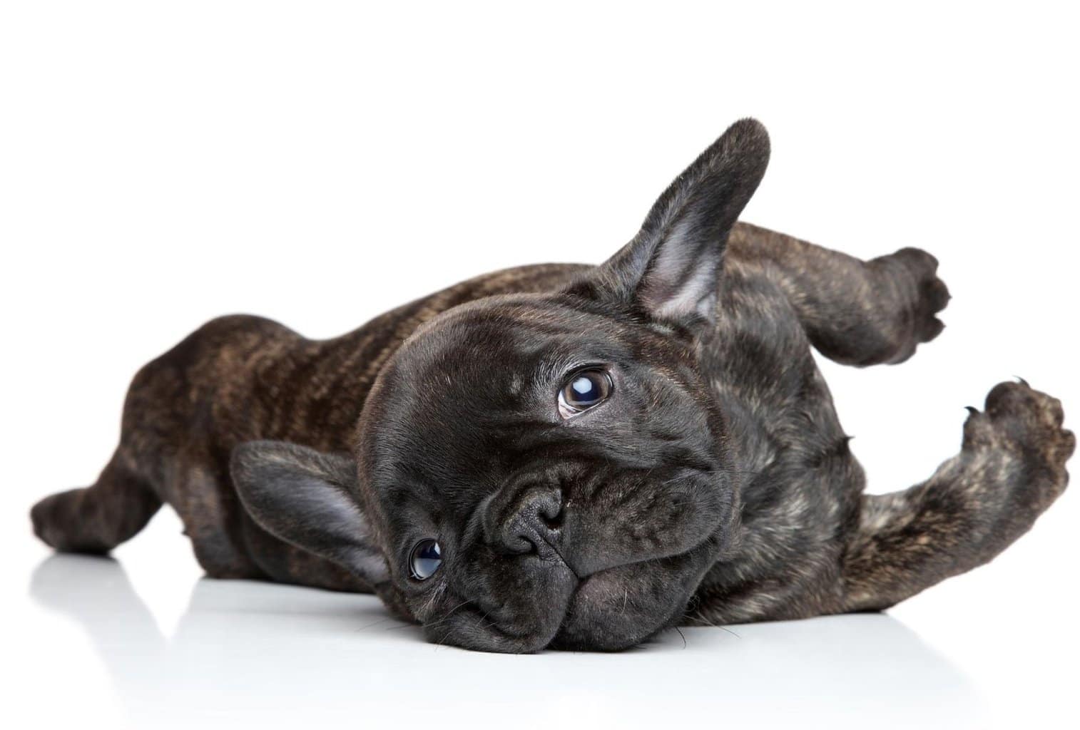 Why Is My Puppy So Hyper? 4 Tips for a Calm Puppy - dogpackr