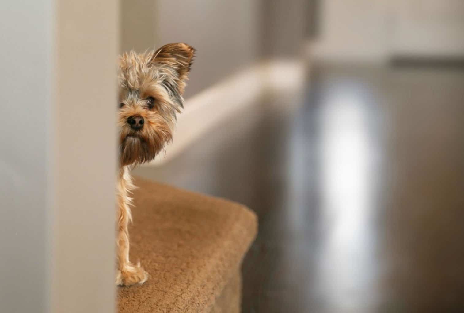 How to Get a Scared Dog to Trust You – 12 Tricks and Tips - dogpackr