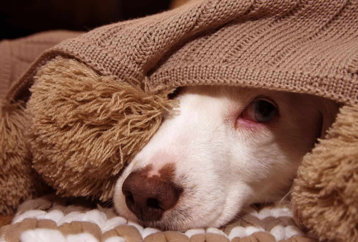 How to Get a Scared Dog to Trust You – 12 Tricks and Tips - dogpackr