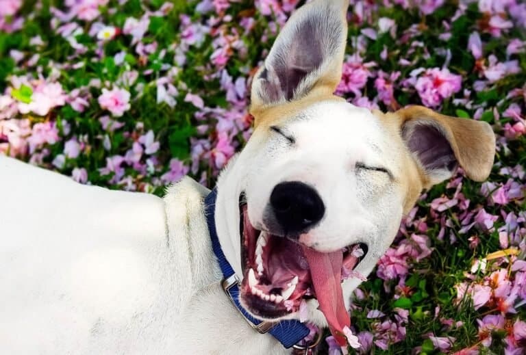 24 Things to Make a Dog Happy - dogpackr