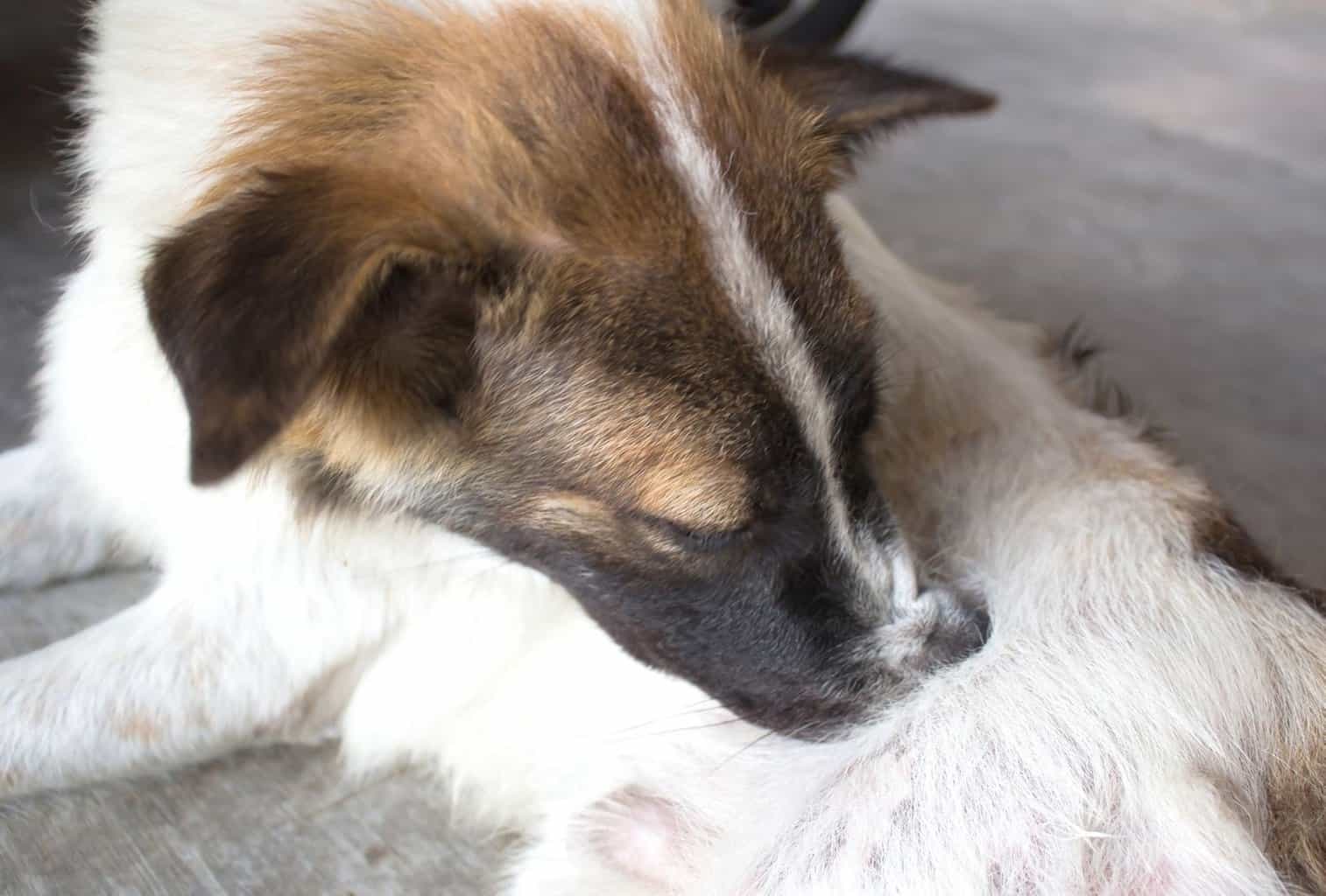 How To Stop A Dog From Chewing Himself Dogpackr how-to-stop-a-dog-from-chewing-himself-dogpackr