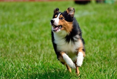 13 Tips to Teach a Dog to Come When Called - dogpackr