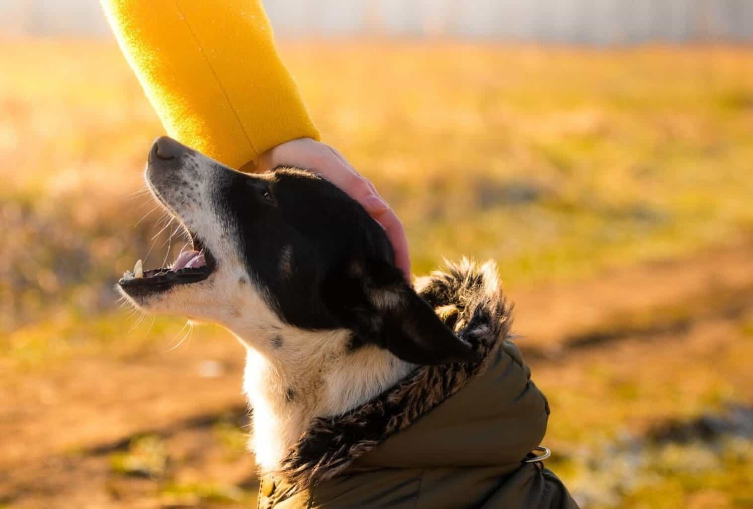 13 Tips to Teach a Dog to Come When Called - dogpackr