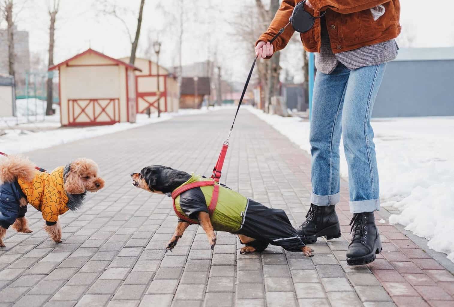 6 Signs of an Aggressive Puppy and How to Stop It - dogpackr