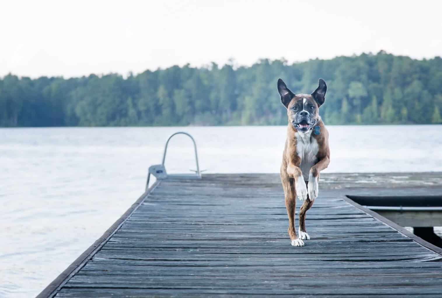 9 Hyperactive Dog Symptoms and How to Help Your Dog Calm Down - dogpackr