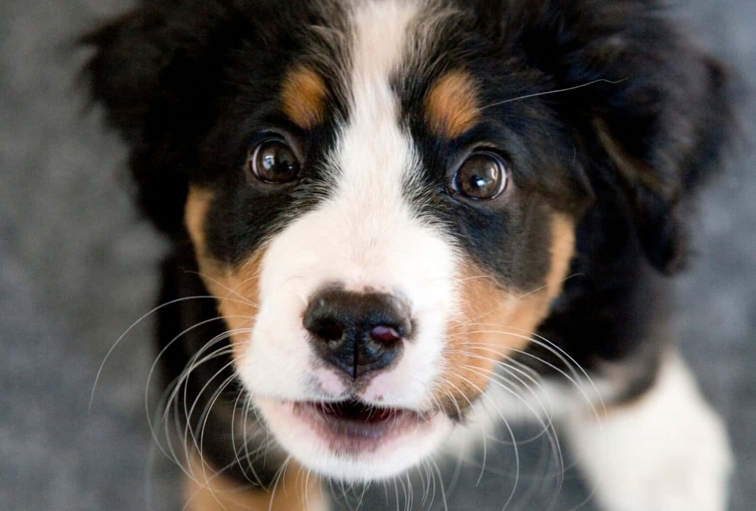 10 overtired puppy symptoms and what to do about it - dogpackr