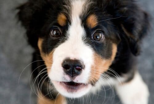 10 overtired puppy symptoms and what to do about it - dogpackr