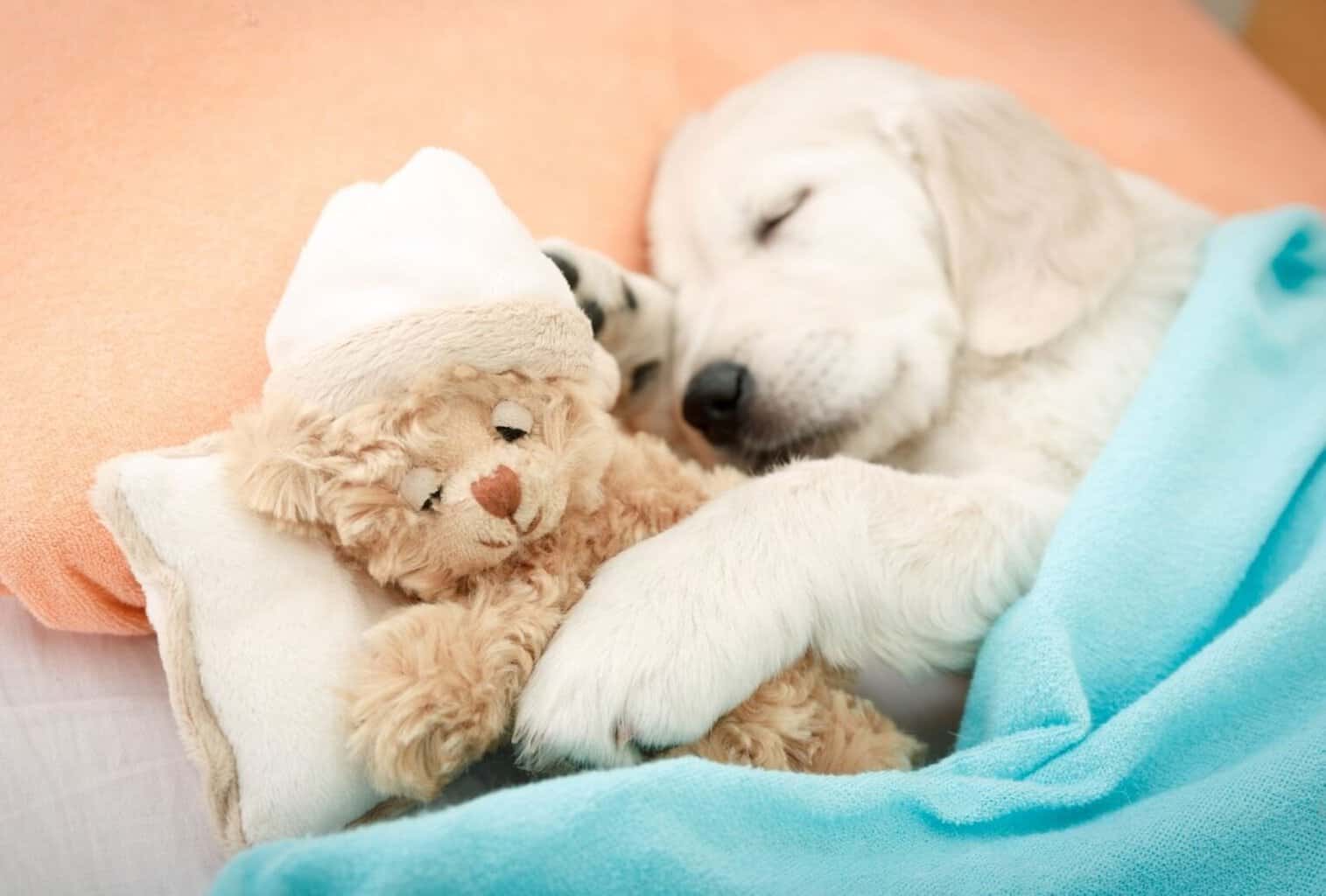 10 overtired puppy symptoms and what to do about it - dogpackr